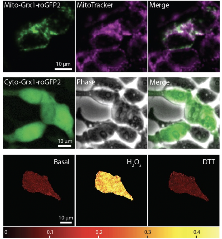 Subcellular antioxidant defense via redox-reactive fluorescent sensor | Yuteng Zhang